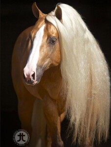 McDougall and Sons Pty Ltd